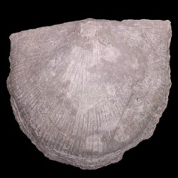 Rafinesquina – Atlas of Ordovician Life