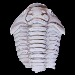 Trilobita – Atlas of Ordovician Life