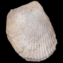 Anomalodonta – Atlas of Ordovician Life