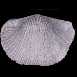 Plectorthidae – Atlas of Ordovician Life