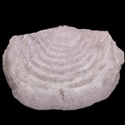 Leptaena – Atlas of Ordovician Life