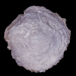 Petrocrania – Atlas of Ordovician Life