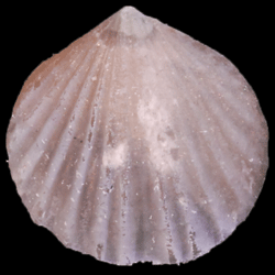 Atrypida – Atlas of Ordovician Life