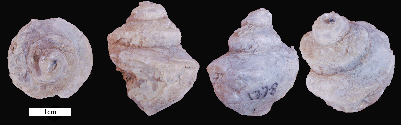 Clathrospira conica – Atlas of Ordovician Life